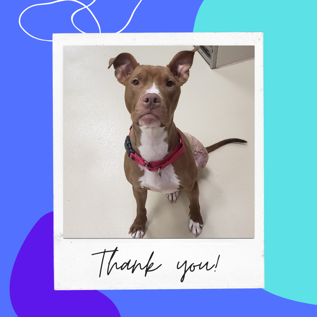 MADACC Milwaukee Area Domestic Animal Control Commission