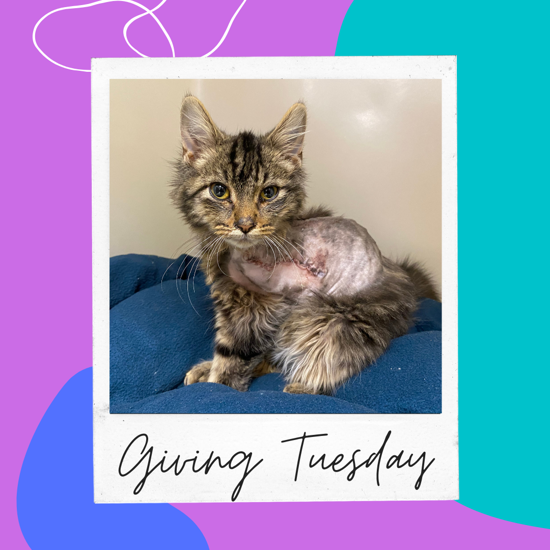 MADACC Milwaukee Area Domestic Animal Control Commission