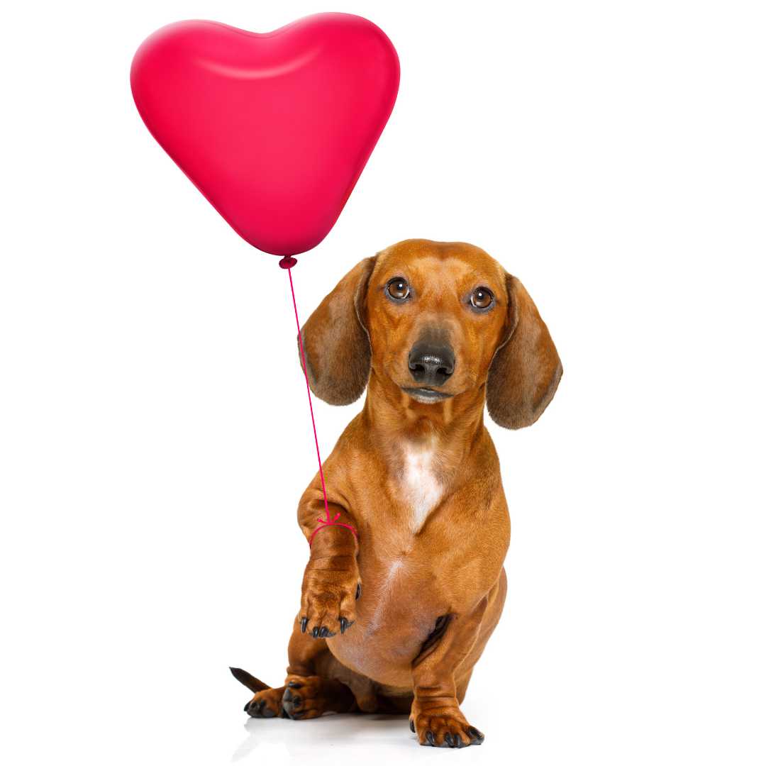 MADACC Milwaukee Area Domestic Animal Control Commission