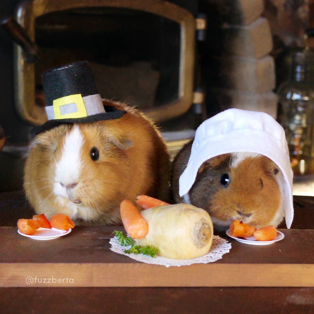 MADACC Milwaukee Area Domestic Animal Control Commission