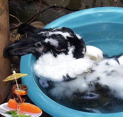 MADACC Milwaukee Area Domestic Animal Control Commission