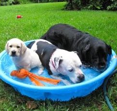 MADACC Milwaukee Area Domestic Animal Control Commission