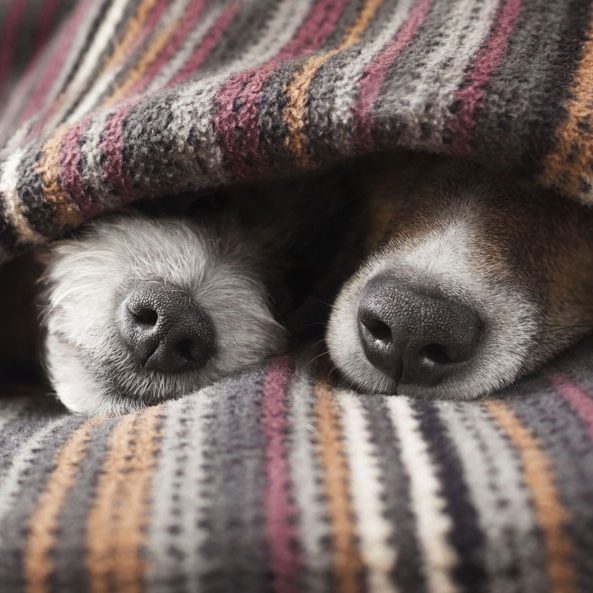 MADACC Milwaukee Area Domestic Animal Control Commission