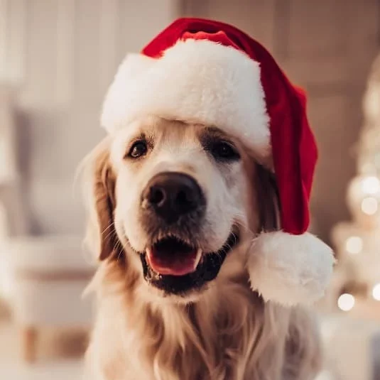 MADACC Milwaukee Area Domestic Animal Control Commission