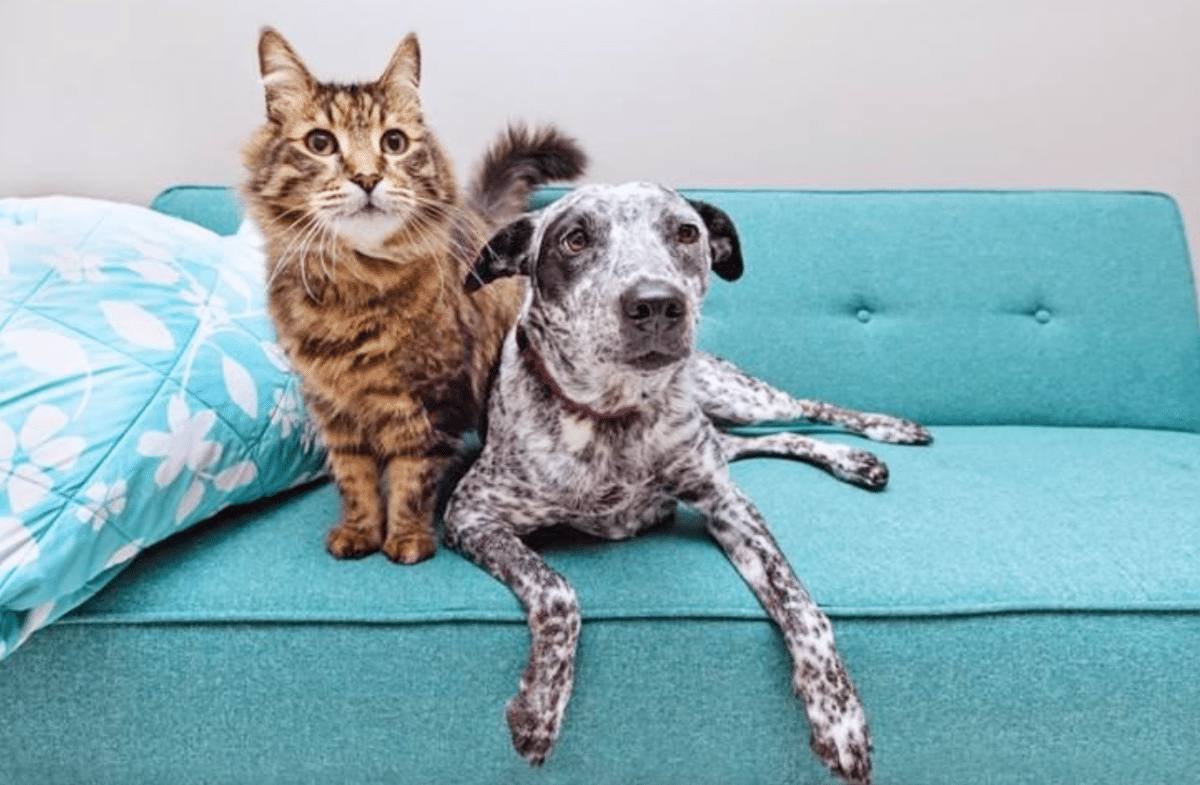 MADACC Milwaukee Area Domestic Animal Control Commission