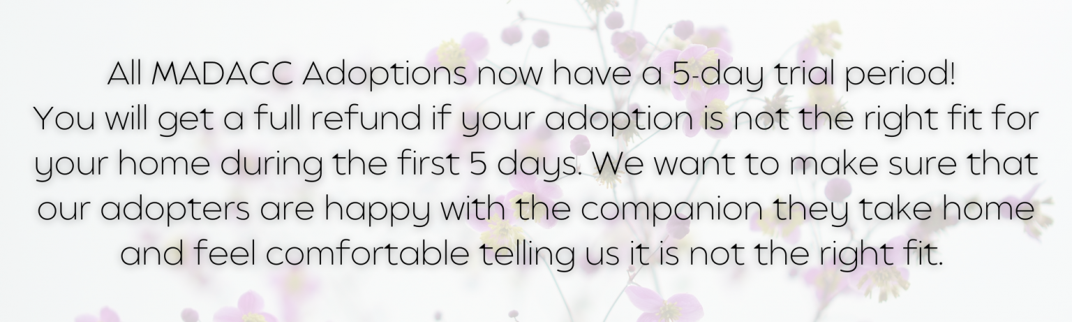 Adopting a New Best Friend! - MADACC